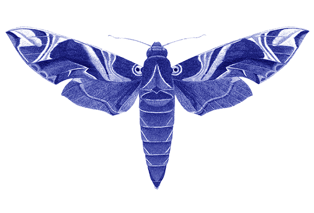 MOTH DESIGN – Creative websites and design for print